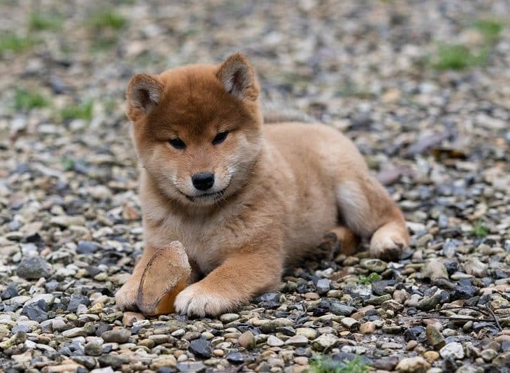 Découverte du Shiba Inu Bébé : Informations clés - Syntonie Animale