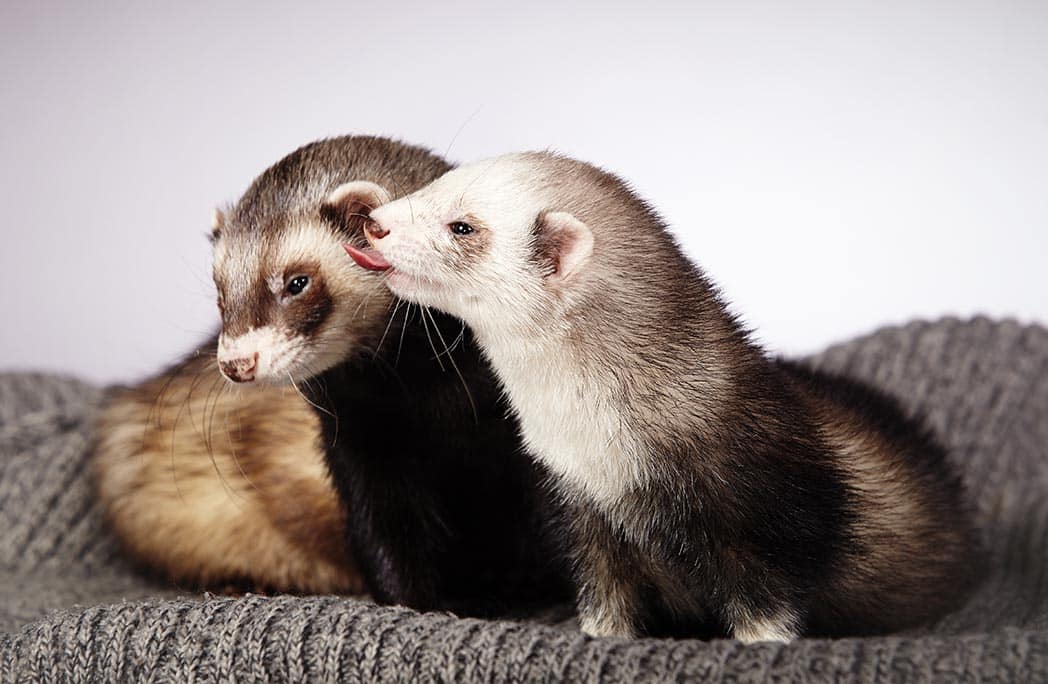 Pourquoi acheter un furet ? - Syntonie Animale